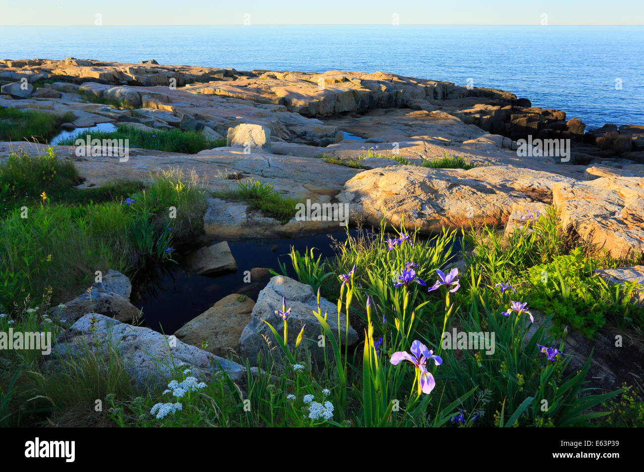 Wild Iris, Schoodic Point, Schoodic Peninsula, Acadia National Park ...