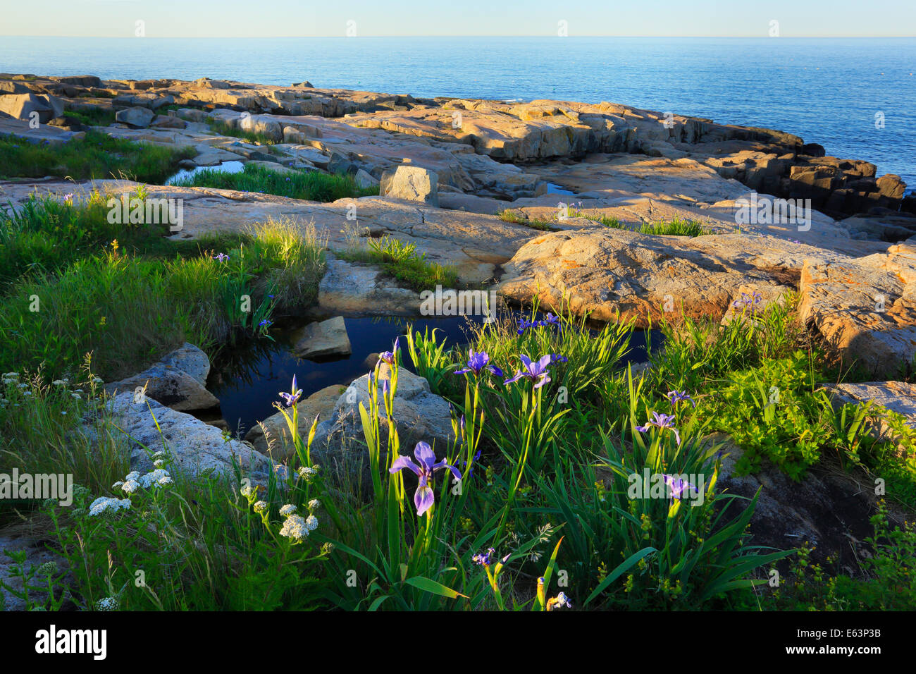 Wild Iris, Schoodic Point, Schoodic Peninsula, Acadia National Park ...
