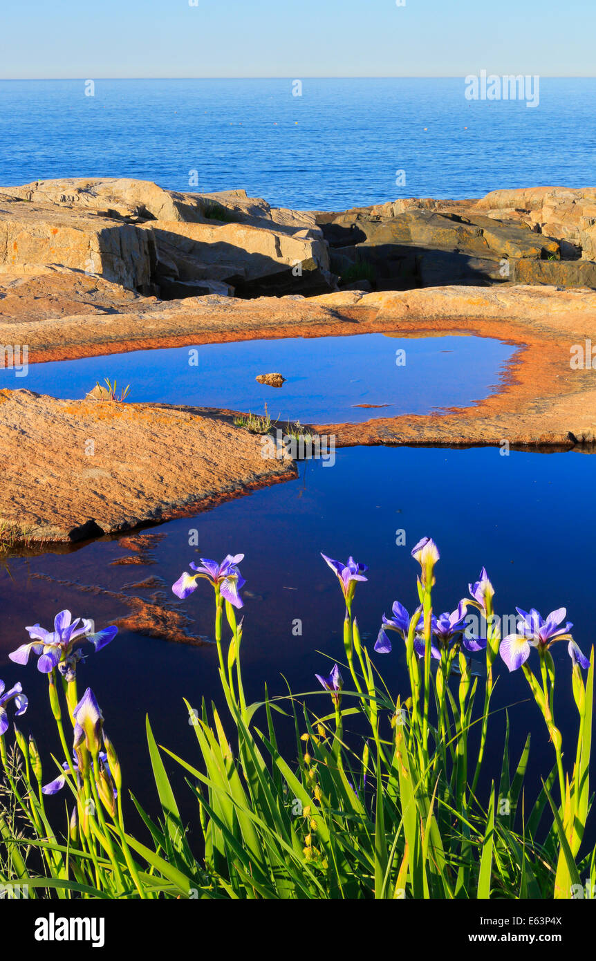 Wild Iris, Schoodic Point, Schoodic Peninsula, Acadia National Park ...