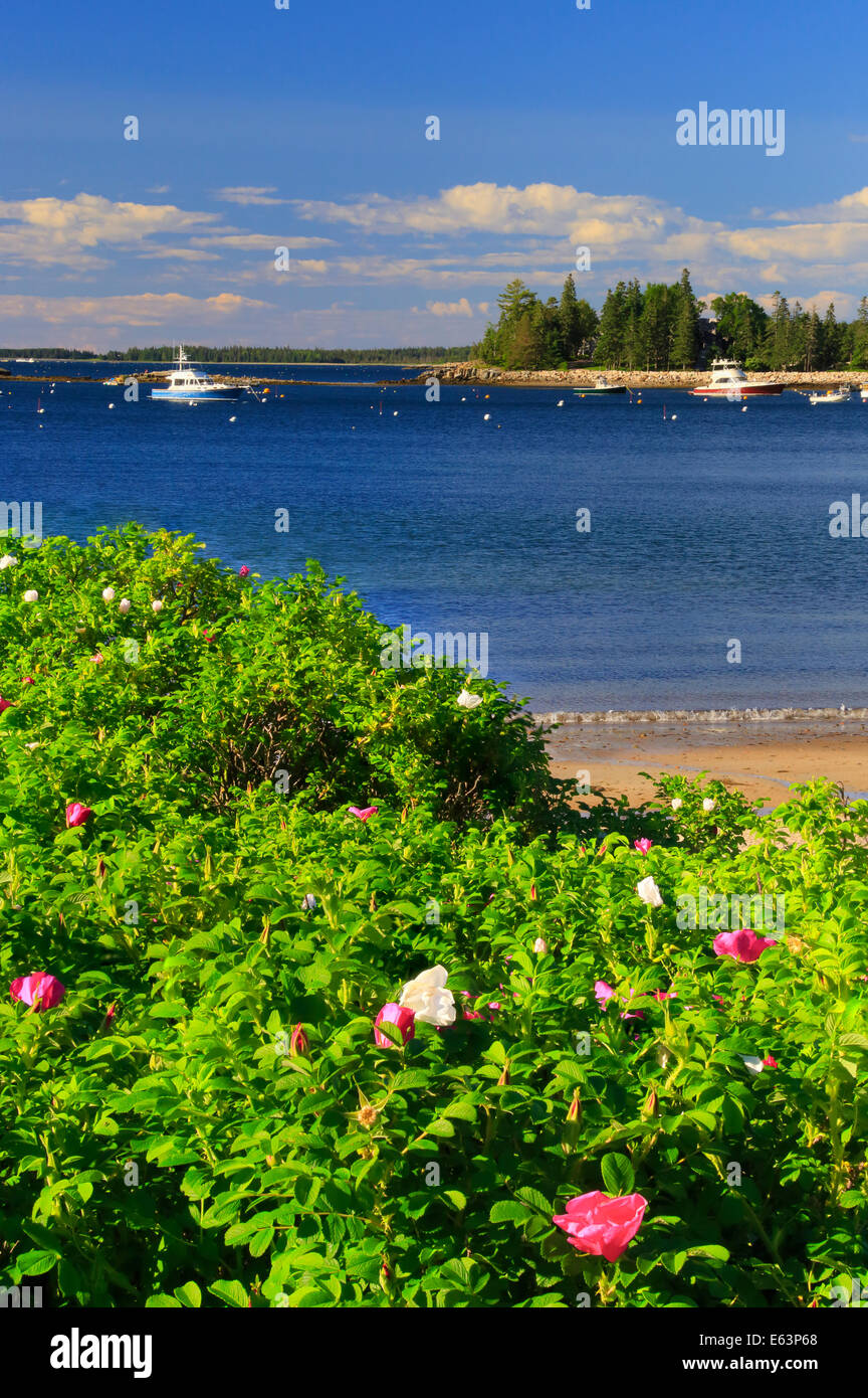 Wild Roses Seal Habor Acadia National Park Maine USA Stock Photo - Alamy