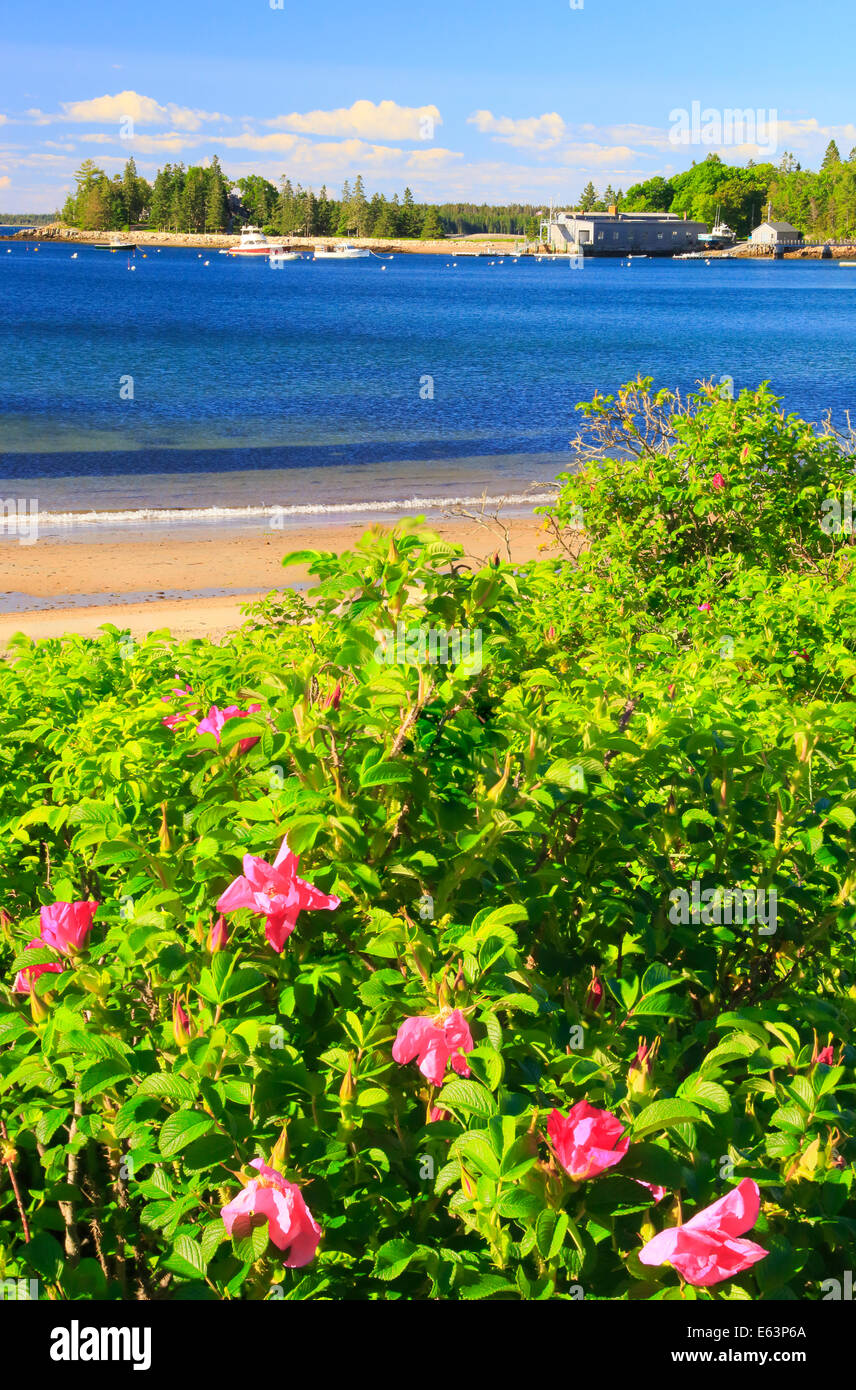Seal harbor, acadia national park hi-res stock photography and images ...