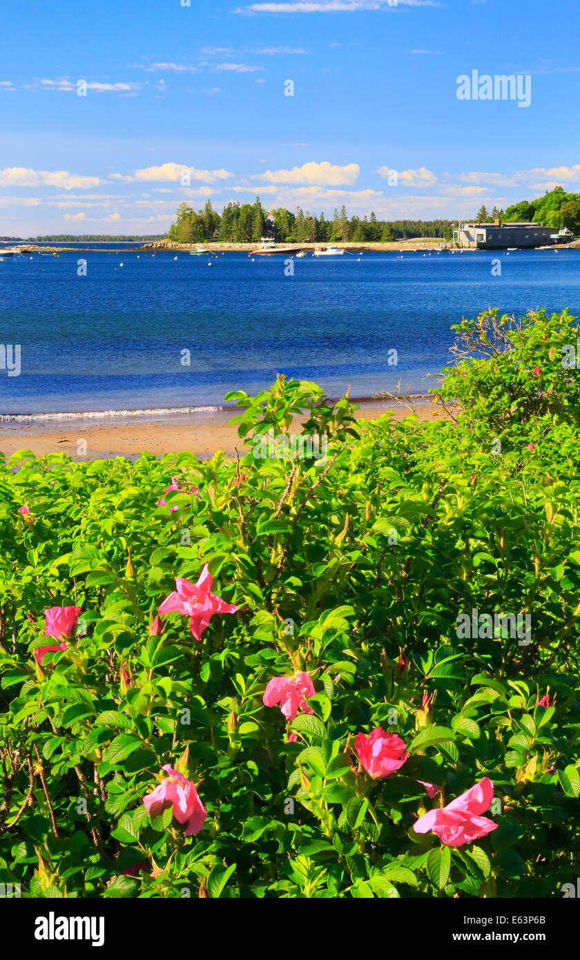 Wild Roses Seal Habor Acadia National Park Maine USA Stock Photo - Alamy