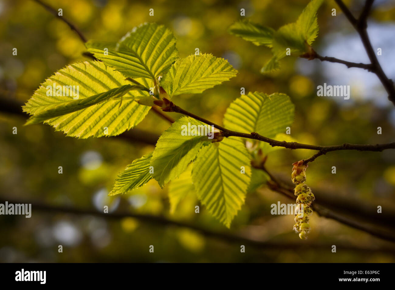 Spring Beech Tree Leaves Stock Photo - Alamy