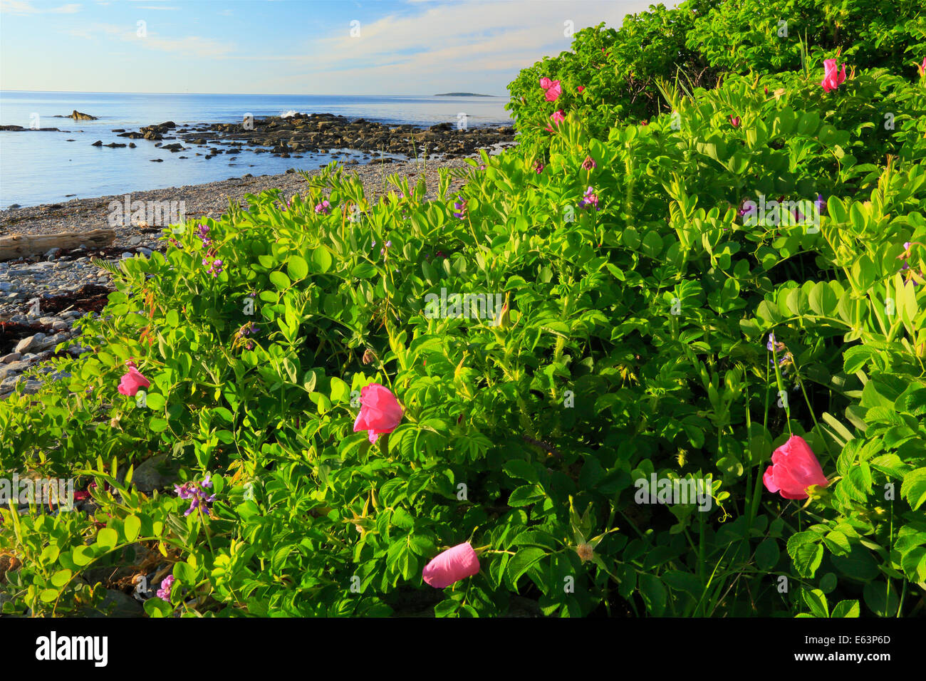 Wild Roses, Seawall, Acadia National Park, Maine, USA Stock Photo - Alamy