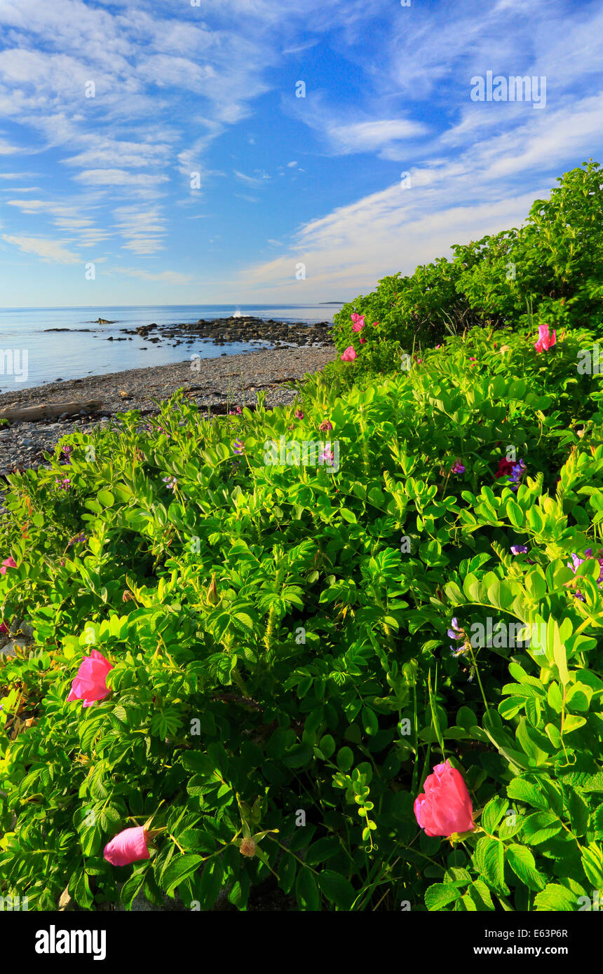 Wild Roses, Seawall, Acadia National Park, Maine, USA Stock Photo - Alamy