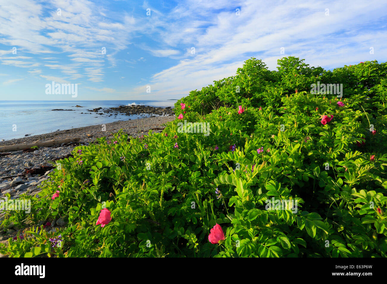 Wild Roses, Seawall, Acadia National Park, Maine, USA Stock Photo - Alamy