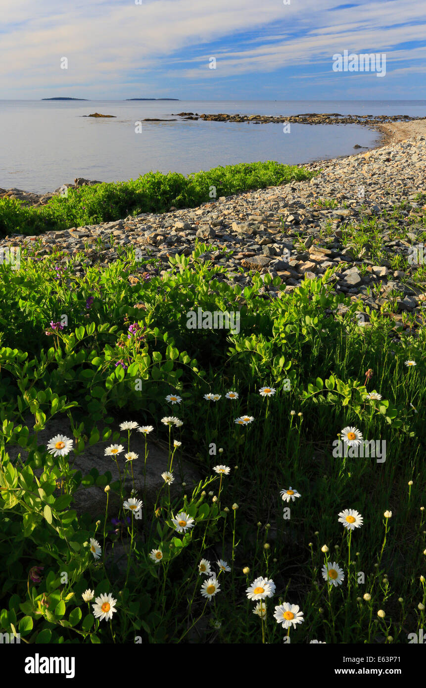 Daisies, Seawall, Acadia National Park, Maine, USA Stock Photo - Alamy