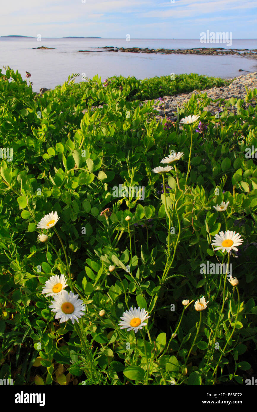Seawall acadia national park hi-res stock photography and images - Alamy