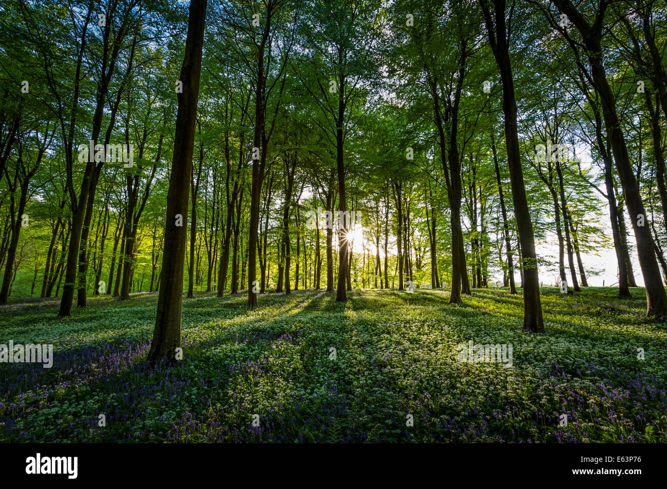 Wildhams forest hi-res stock photography and images - Alamy