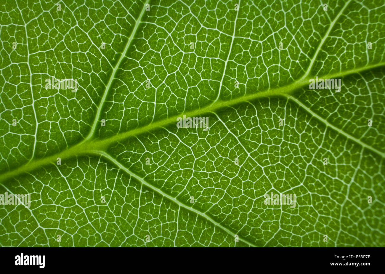 Leaf Close Up Stock Photo - Alamy