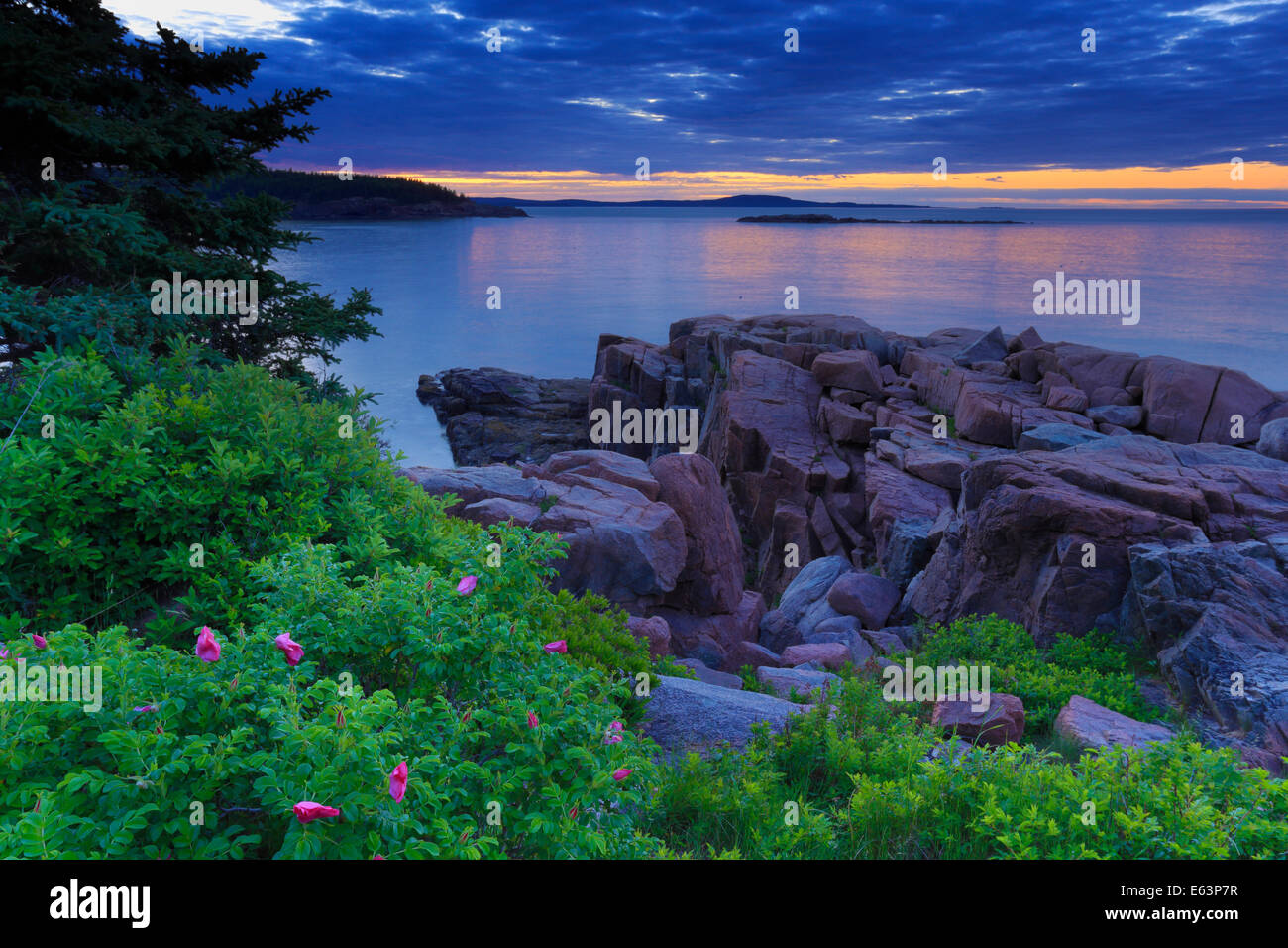 Wild Roses at Sunrise Near Thunder Hole, The Ocean Trail, Acadia ...