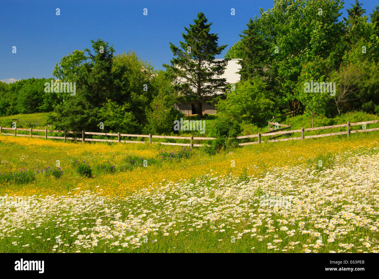 Wildflower field usa hi-res stock photography and images - Alamy