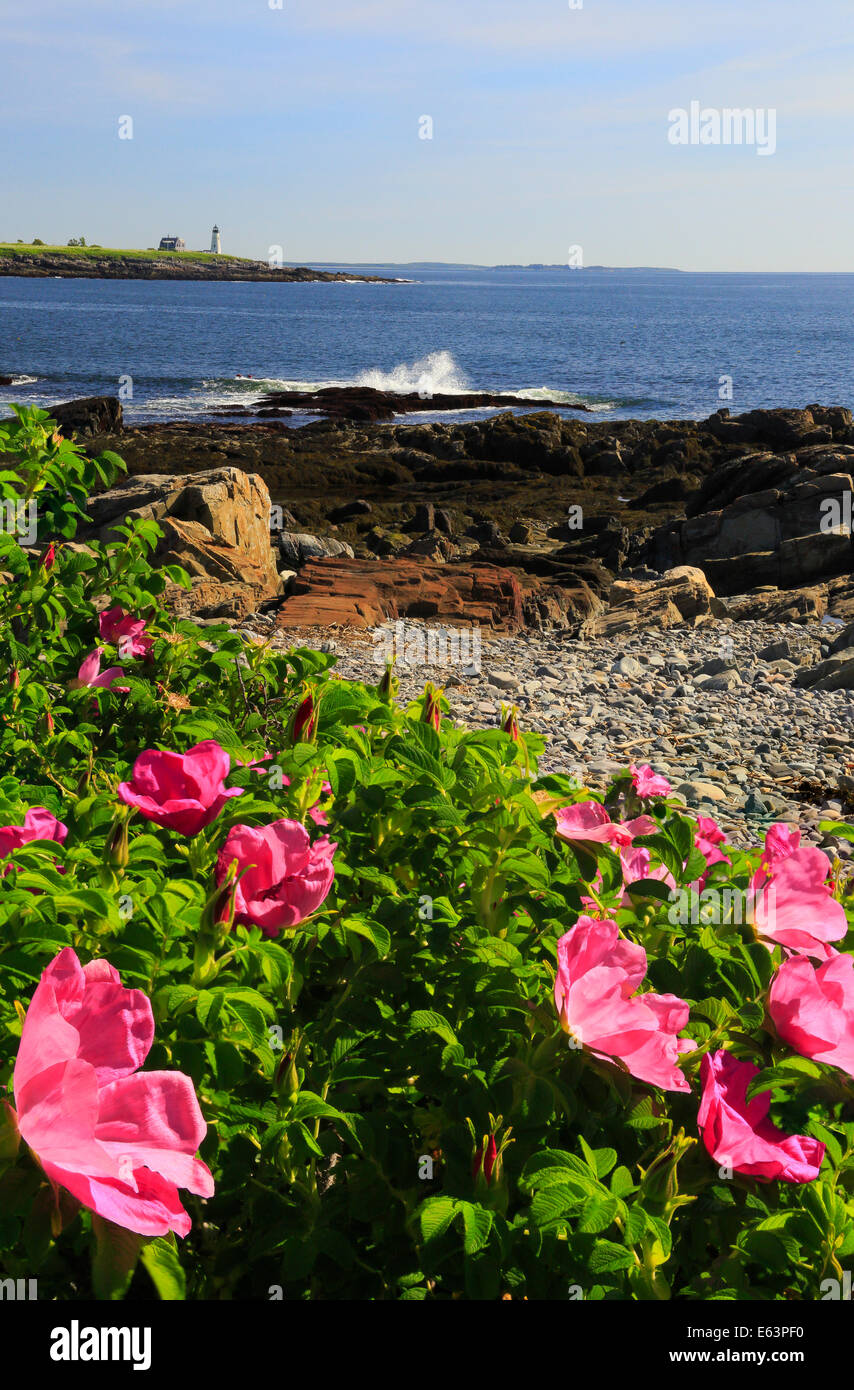 Wild Roses, East Point Sanctuary, Wood Island Lighthouse, Biddeford ...