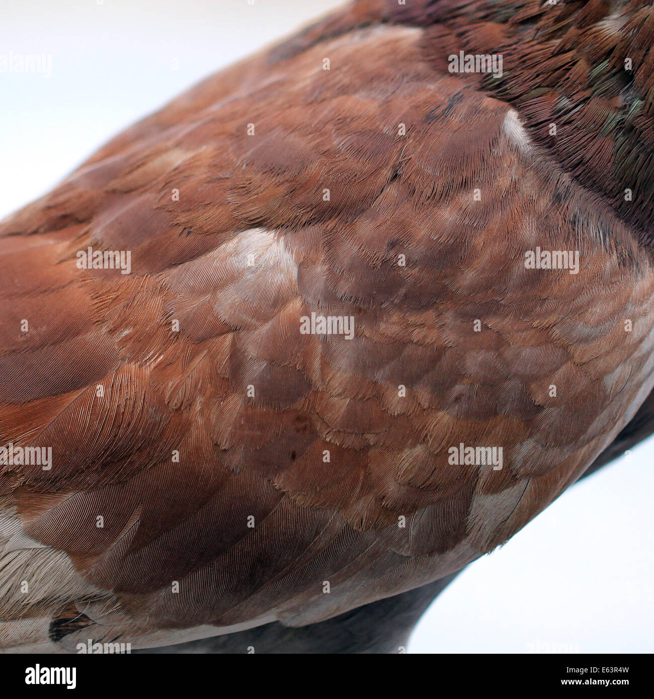 Feather of pigeon as background or texture Stock Photo - Alamy
