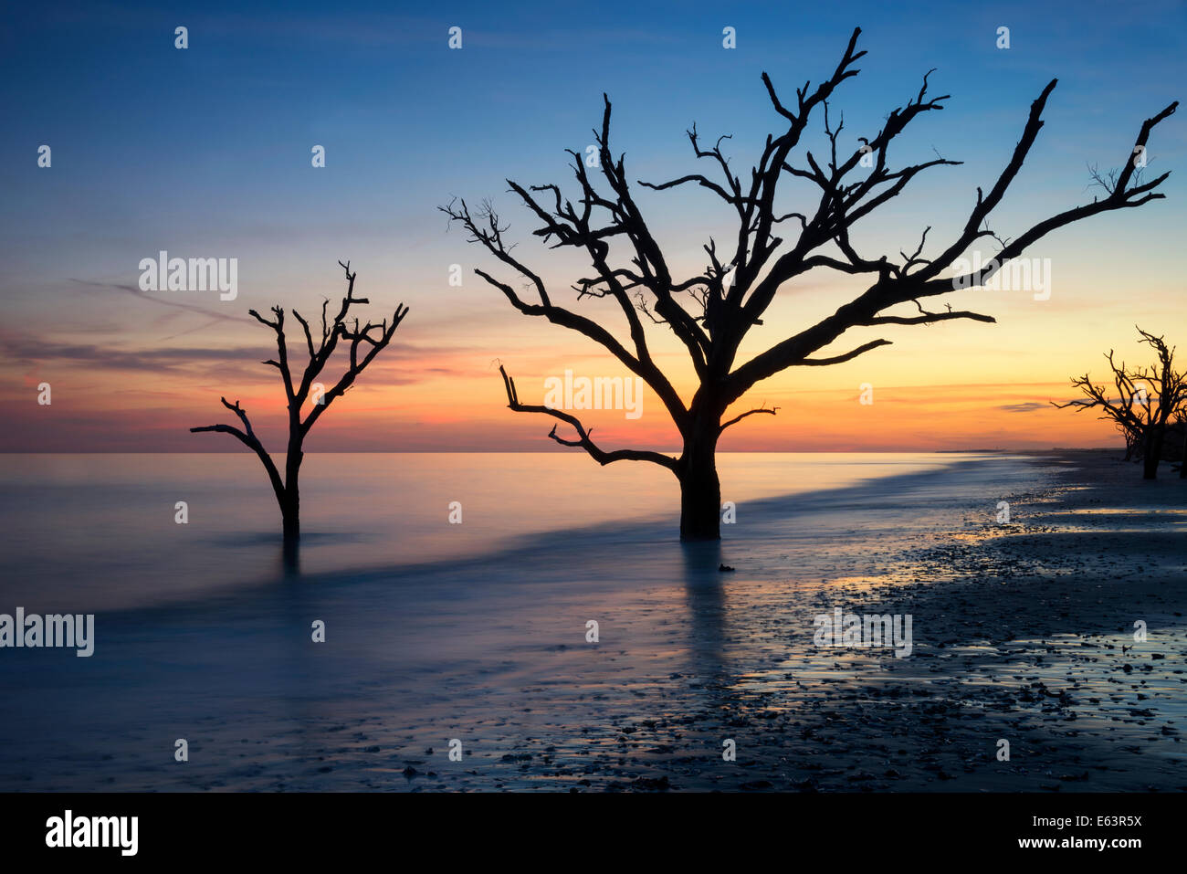 Silhouette of trees at Botany Bay beach in coastal South Carolina Stock ...