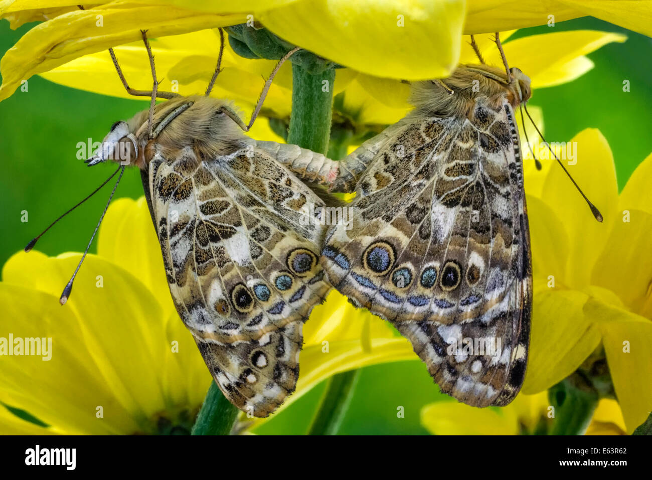 Painted lady butterflies mating Stock Photo - Alamy