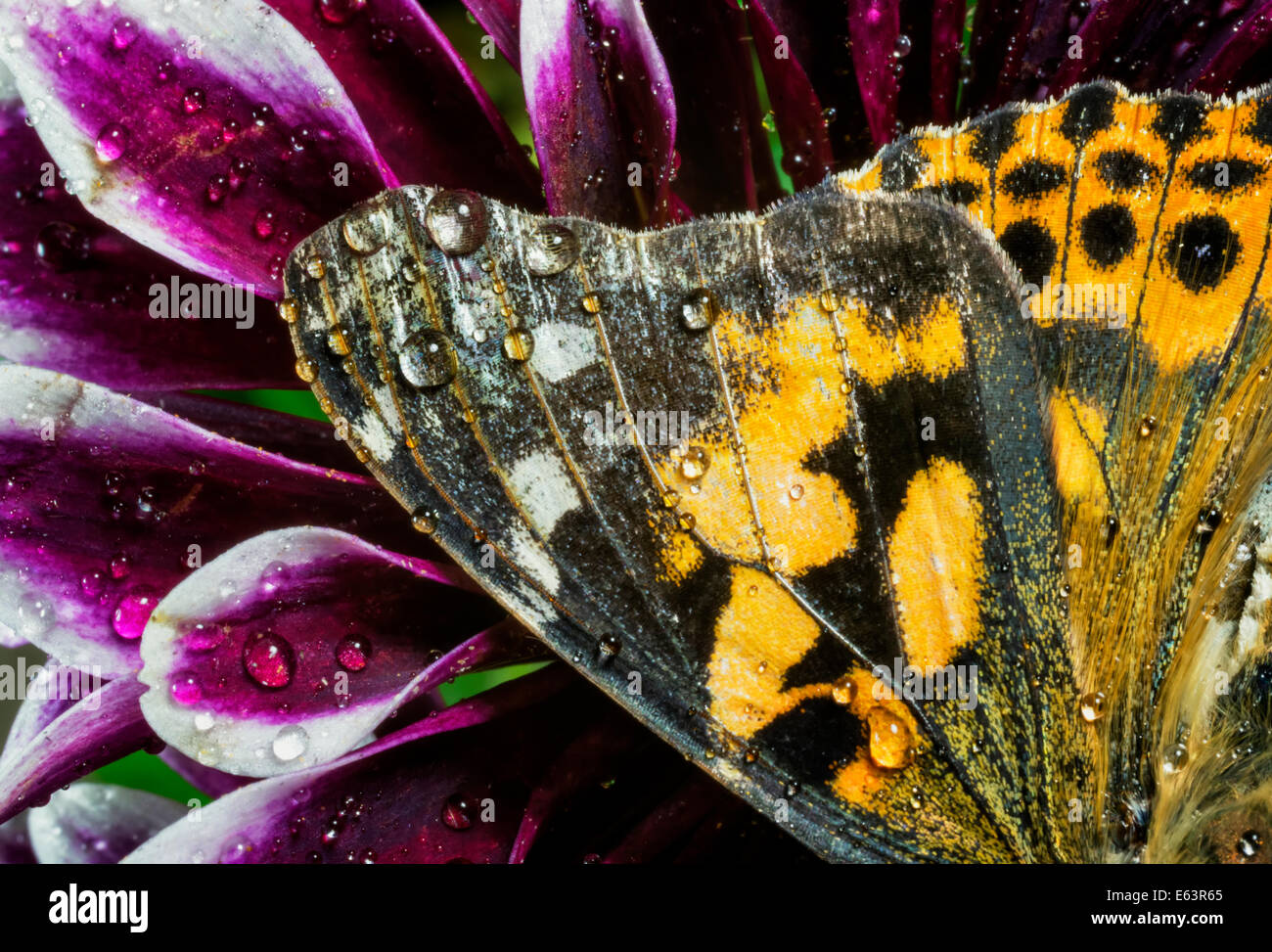 Butterfly wing patterns hi-res stock photography and images - Alamy