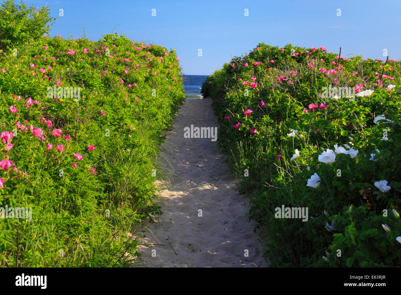 Path to Beach, Parsons, Beach, Kennebunkport, Maine, USA Stock Photo ...