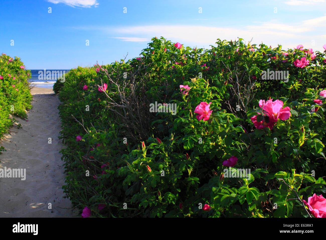Path to Beach, Parsons, Beach, Kennebunkport, Maine, USA Stock Photo ...