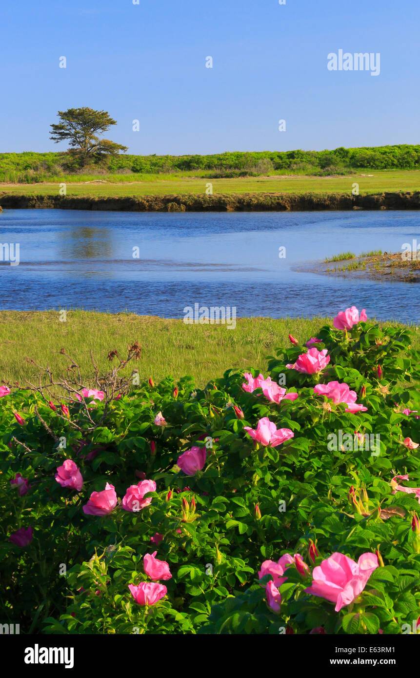 Wild Roses, Parsons, Beach, Kennebunkport, Maine, USA Stock Photo - Alamy