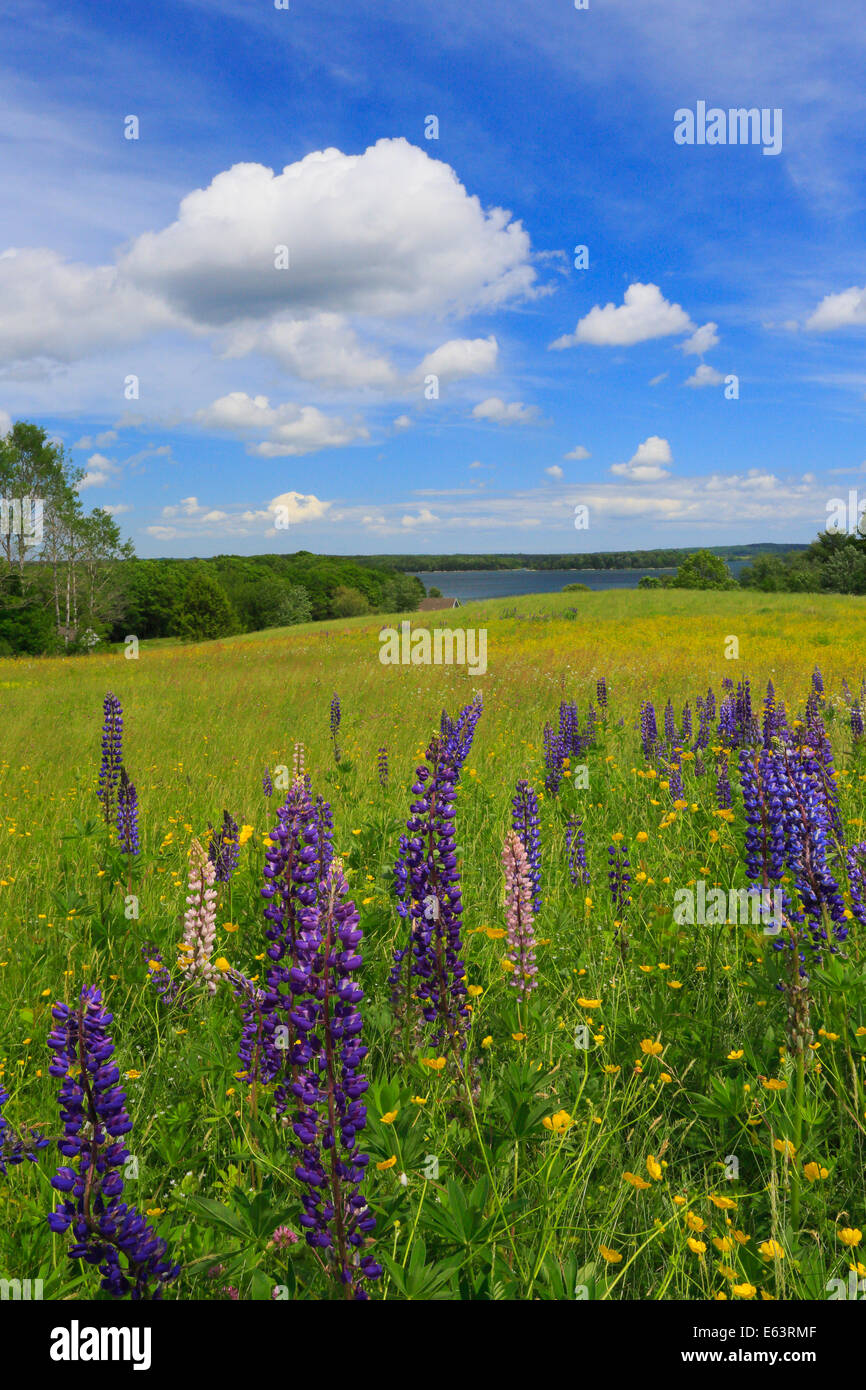 Wildflower maine field spring hi-res stock photography and images - Alamy