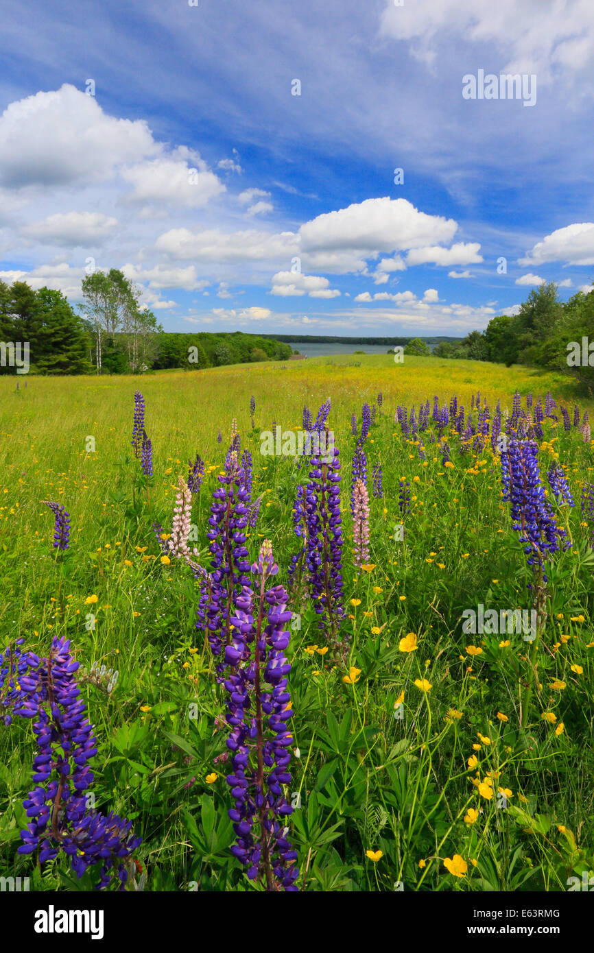 Wildflower maine field spring hi-res stock photography and images - Alamy