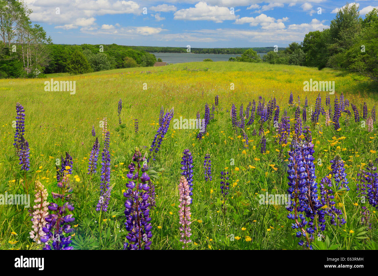 Wildflower maine field spring hi-res stock photography and images - Alamy