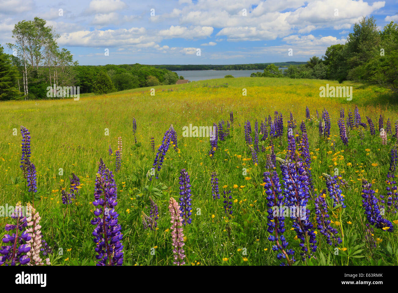 Wildflower maine field spring hi-res stock photography and images - Alamy
