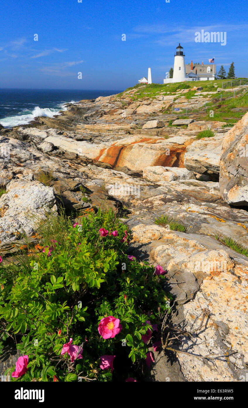 Wild Roses, Pemaquid Point, Lighthouse, Pemaquid Lighthouse Park, New ...