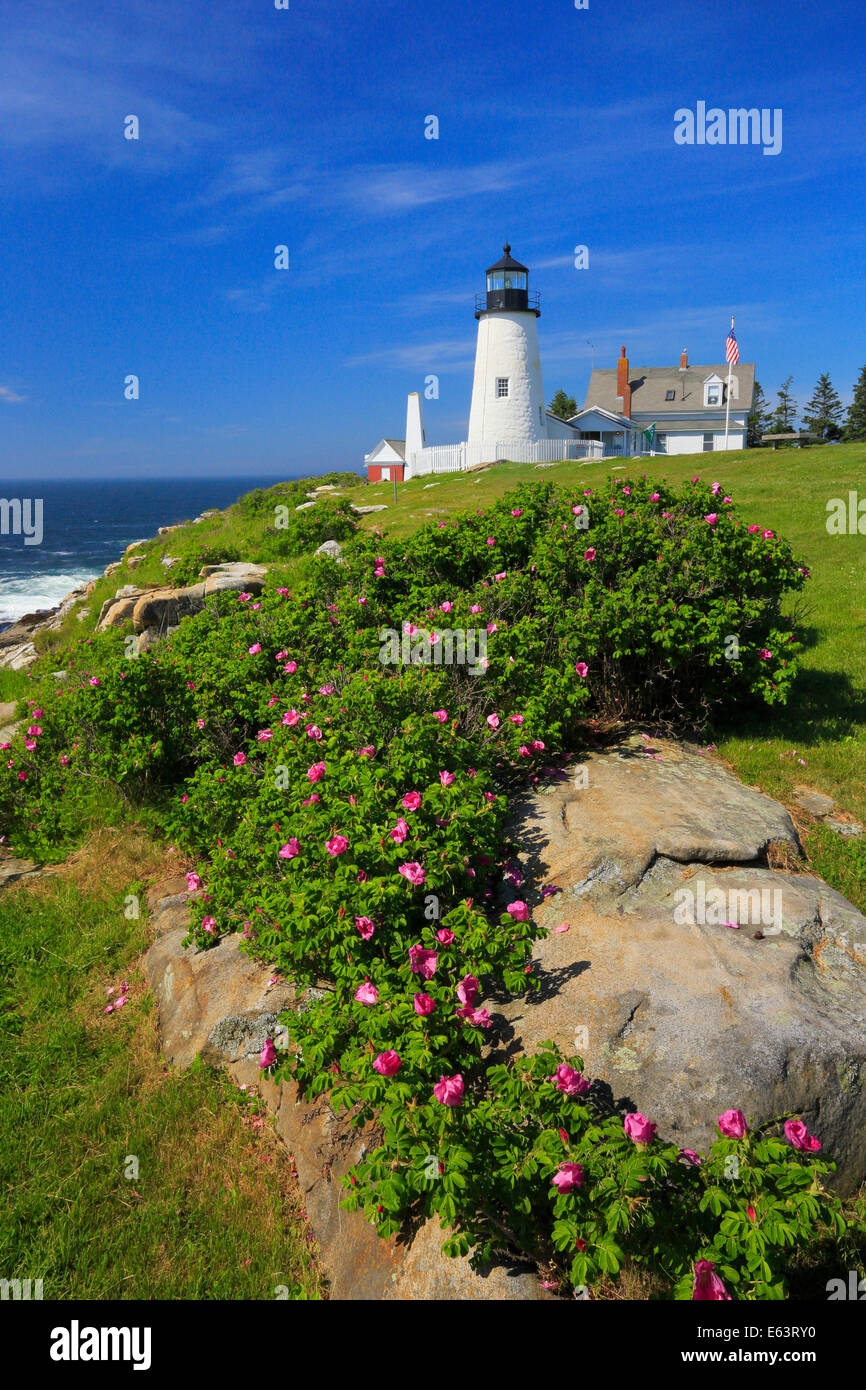 Wild Roses, Pemaquid Point, Lighthouse, Pemaquid Lighthouse Park, New ...