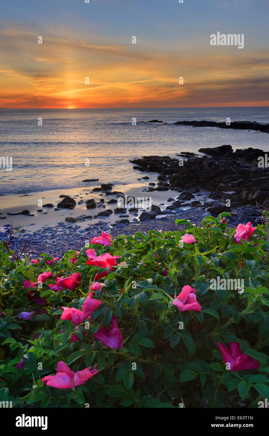 Sunrise, Marginal Way, Ogunquit, Maine, USA Stock Photo - Alamy