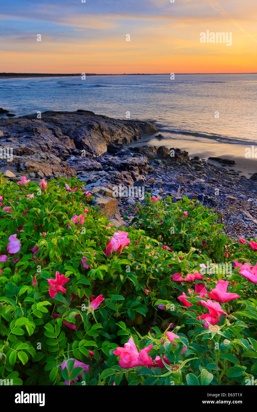 Sunrise, Marginal Way, Ogunquit, Maine, USA Stock Photo - Alamy