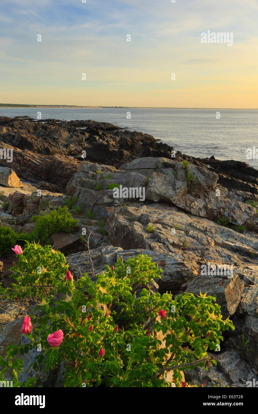 Sunrise, Marginal Way, Ogunquit, Maine, USA Stock Photo - Alamy