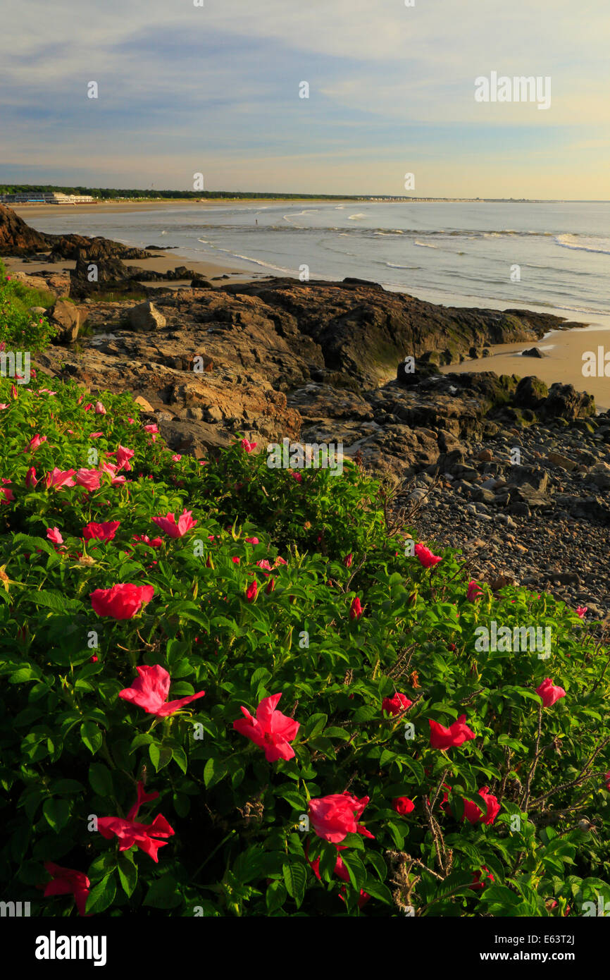 Sunrise, Marginal Way, Ogunquit, Maine, USA Stock Photo - Alamy