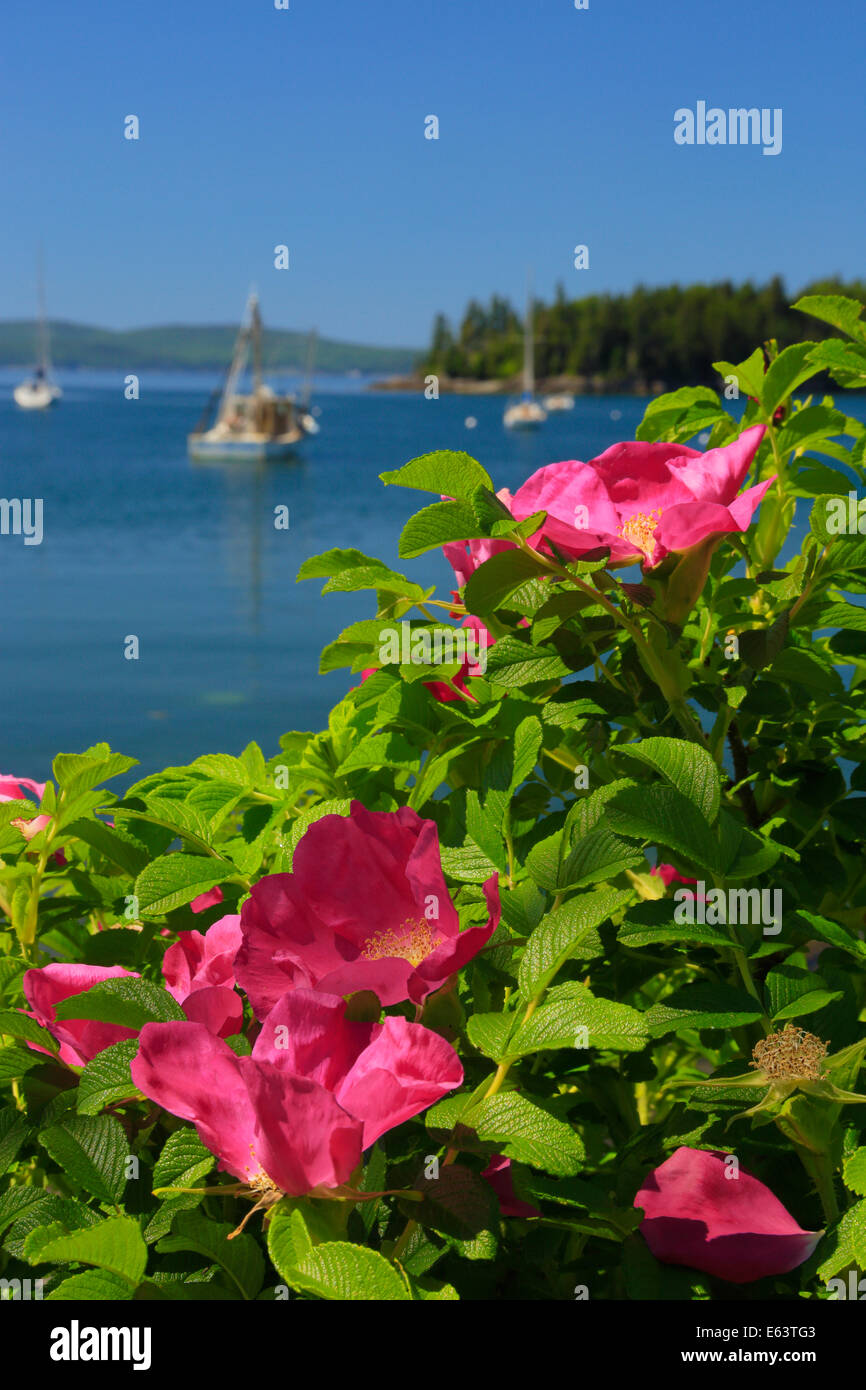 Wild Roses, Sorrento Harbor, Maine, USA Stock Photo - Alamy