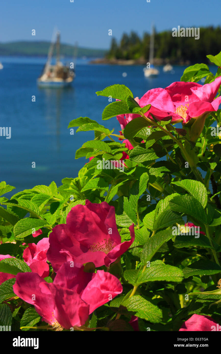 Wild Roses, Sorrento Harbor, Maine, USA Stock Photo - Alamy