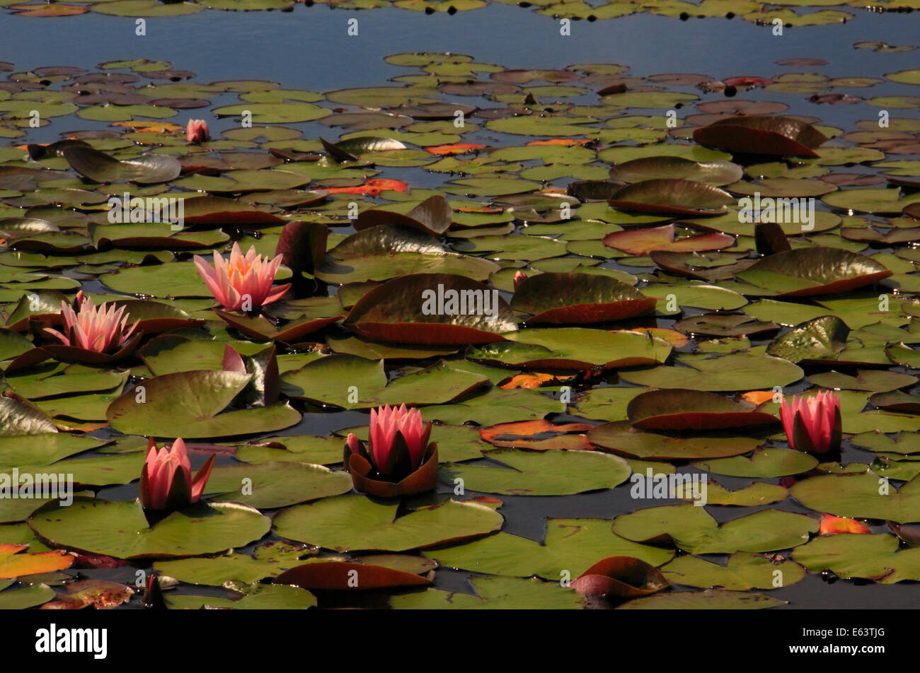 Ames island hi-res stock photography and images - Alamy