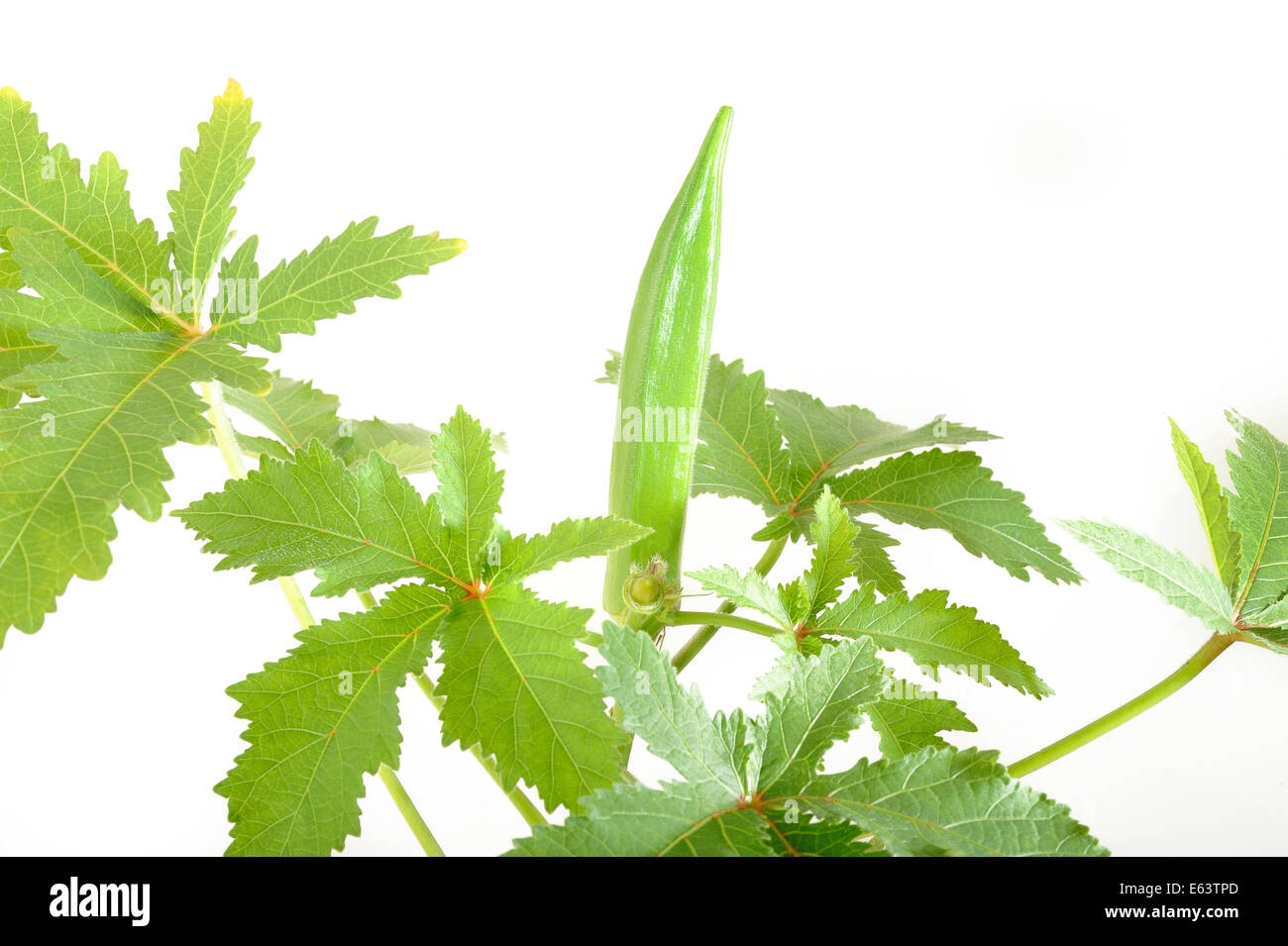 okra on tree Stock Photo - Alamy