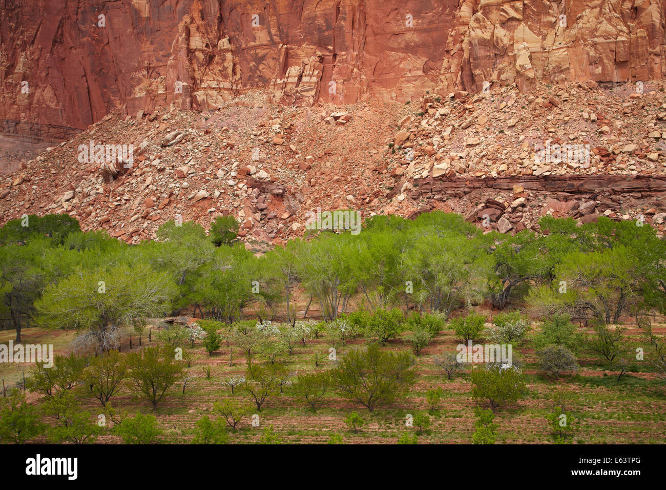 Historic orchards and sandstone cliffs at Fruita, Capitol Reef National ...