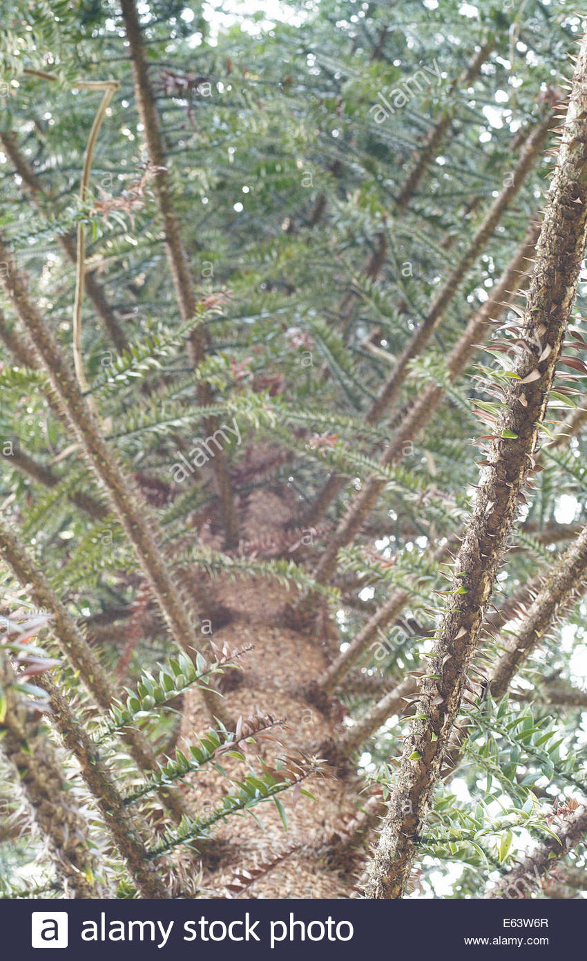 Australian Pine Tree Stock Photos & Australian Pine Tree Stock Images ...