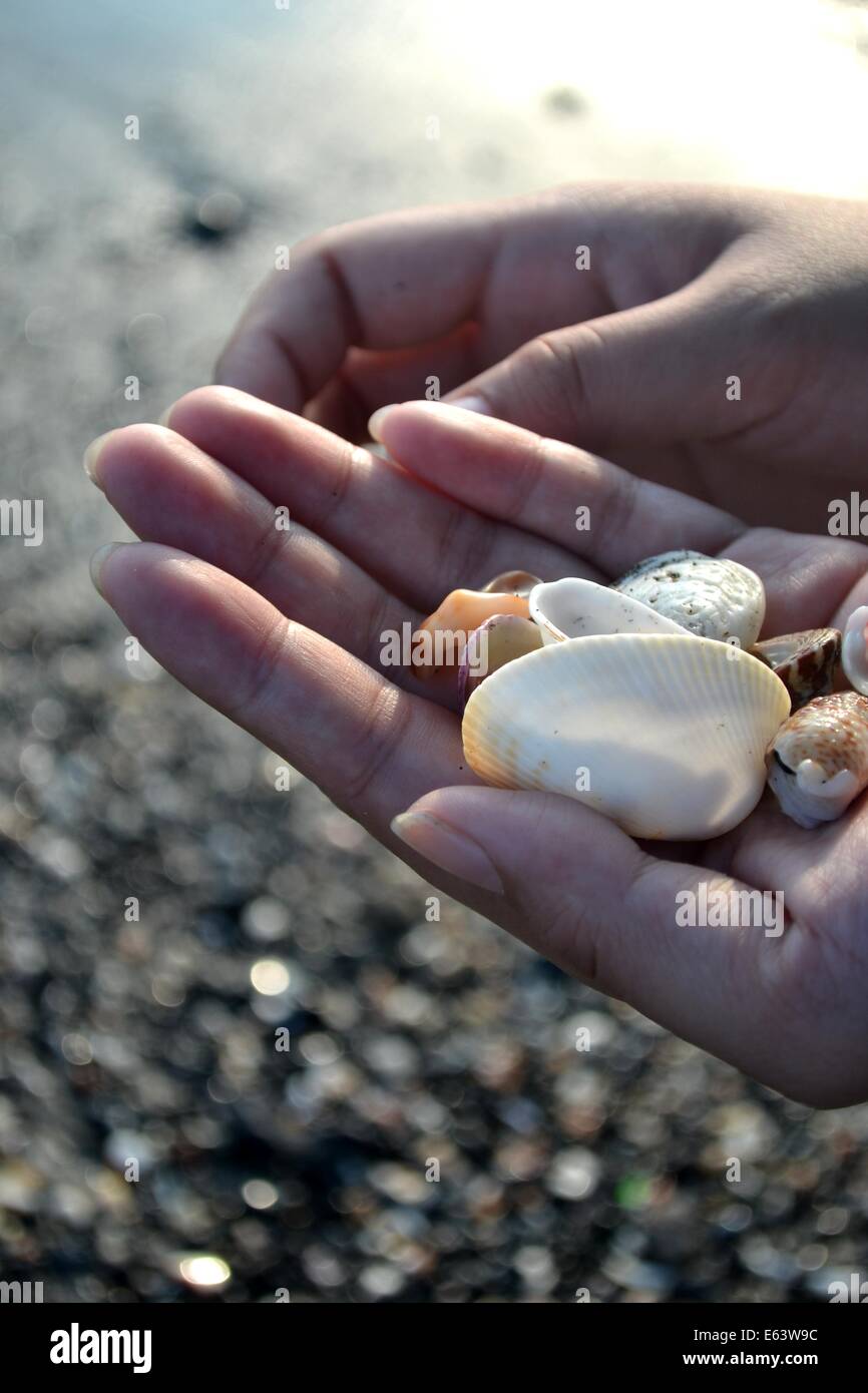 Hand and shells hi-res stock photography and images - Alamy