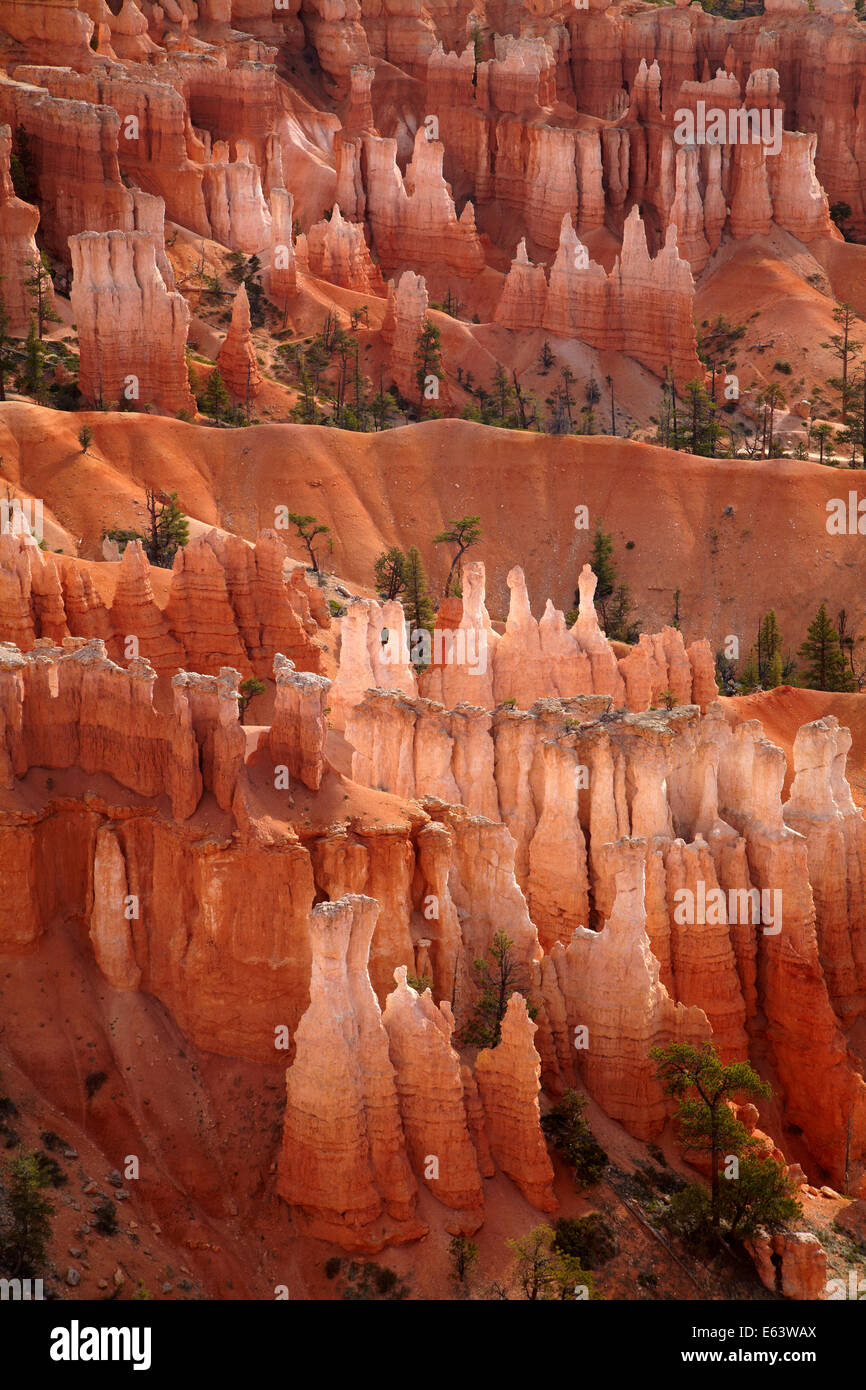 Hoodoos in Bryce Amphitheater, Bryce Canyon National Park, Utah, USA ...