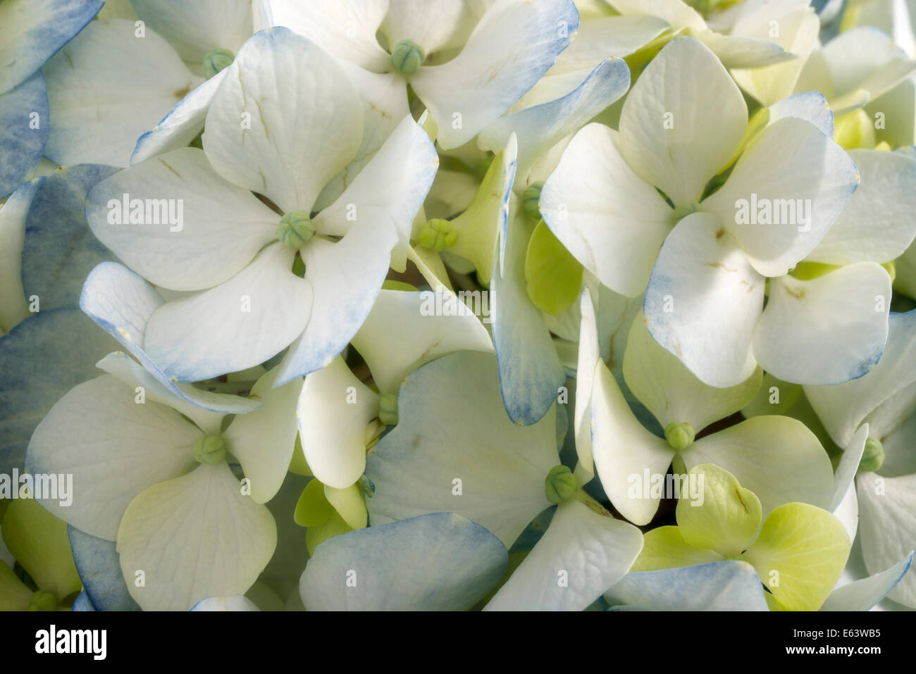 Closeup of a hydrangea flower Stock Photo - Alamy