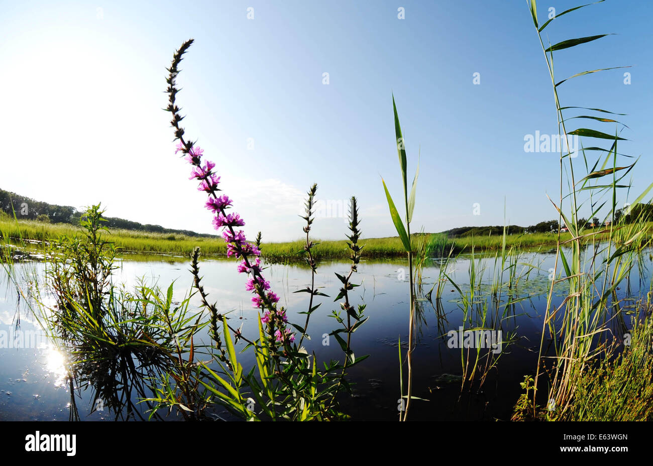 Xingkai lake wetland hi-res stock photography and images - Alamy