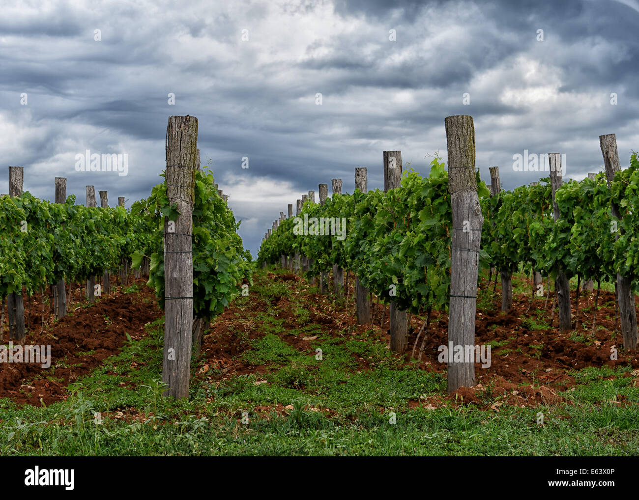 Histria aromatica park hi-res stock photography and images - Alamy