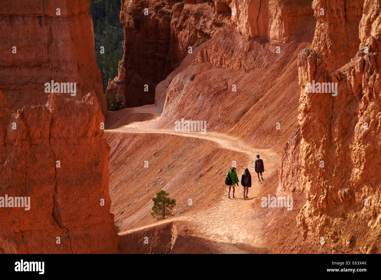 Hikers on Navajo Loop trail through hoodoos, Bryce Canyon National Park ...
