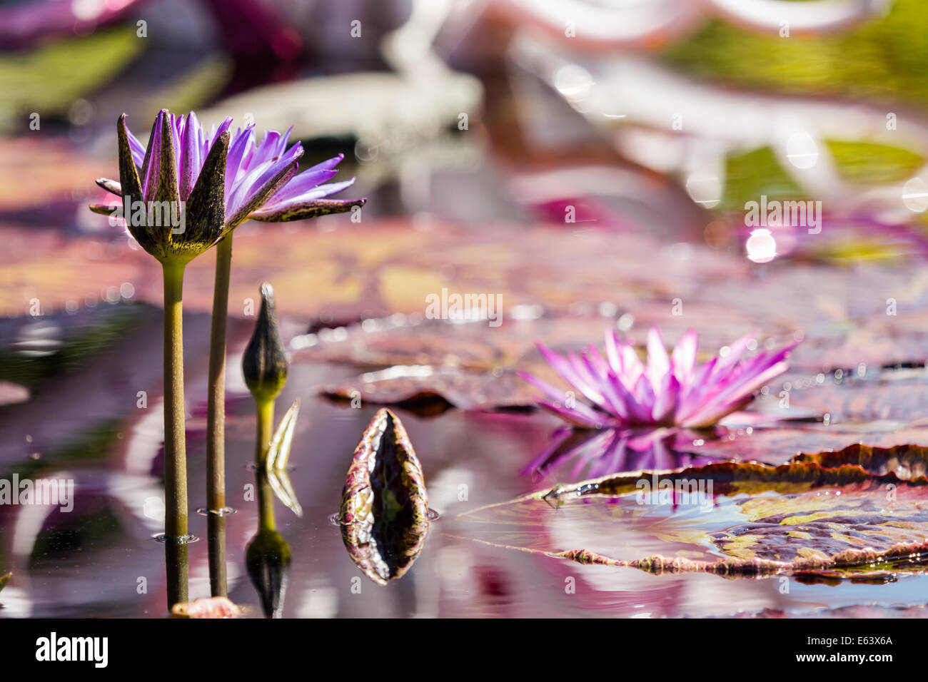 Blooming waterlilies of different colors in water garden Stock Photo ...
