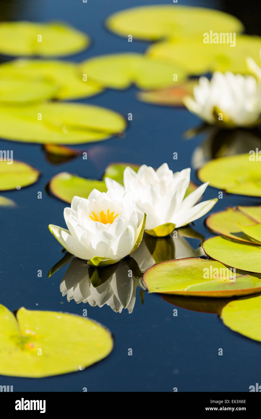 Blooming waterlilies of different colors in water garden Stock Photo ...