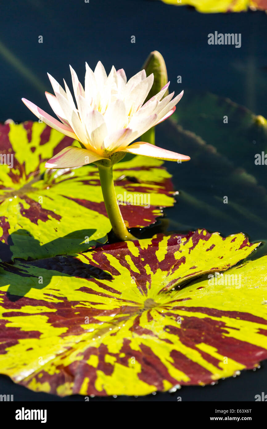 Blooming waterlilies of different colors in water garden Stock Photo ...