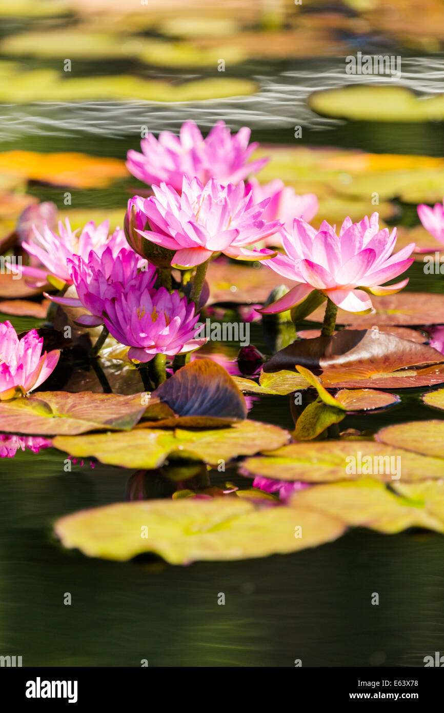 Blooming waterlilies of different colors in water garden Stock Photo ...